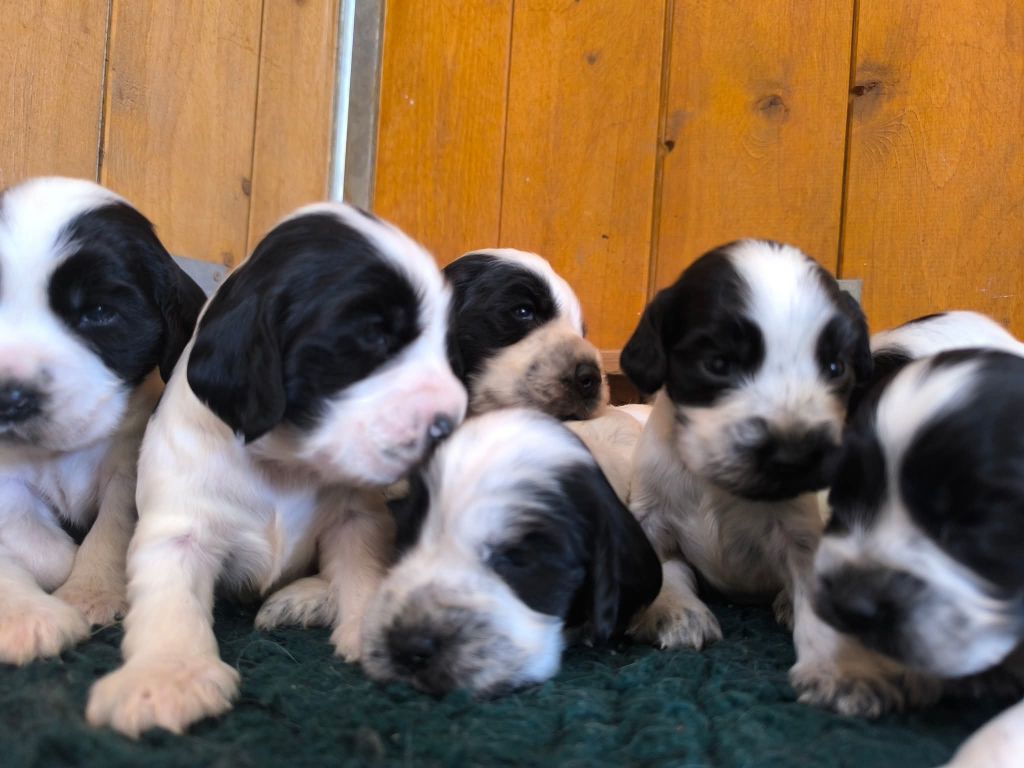 Accueil - Elevage Du Clos De La Majesty - elevage Cocker Anglais et ...