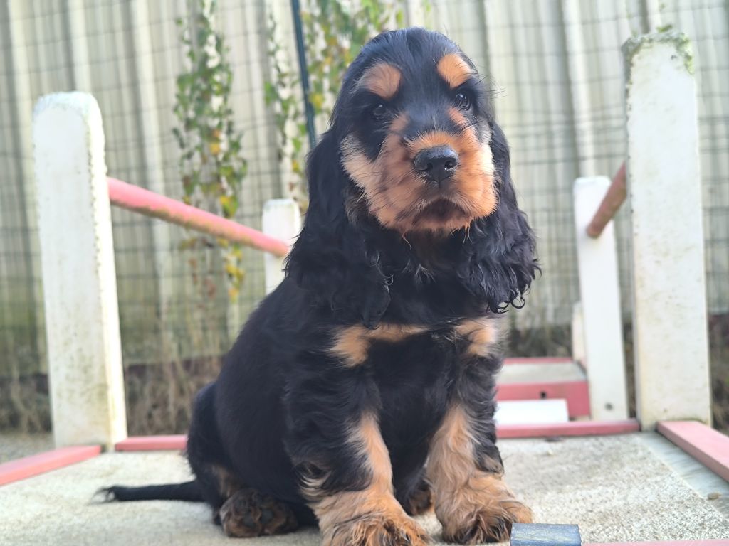 Accueil - Elevage Du Clos De La Majesty - elevage Cocker Anglais et ...