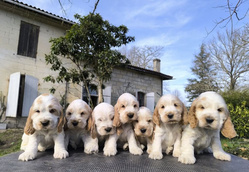 Accueil - Elevage Du Clos De La Majesty - elevage Cocker Anglais et ...